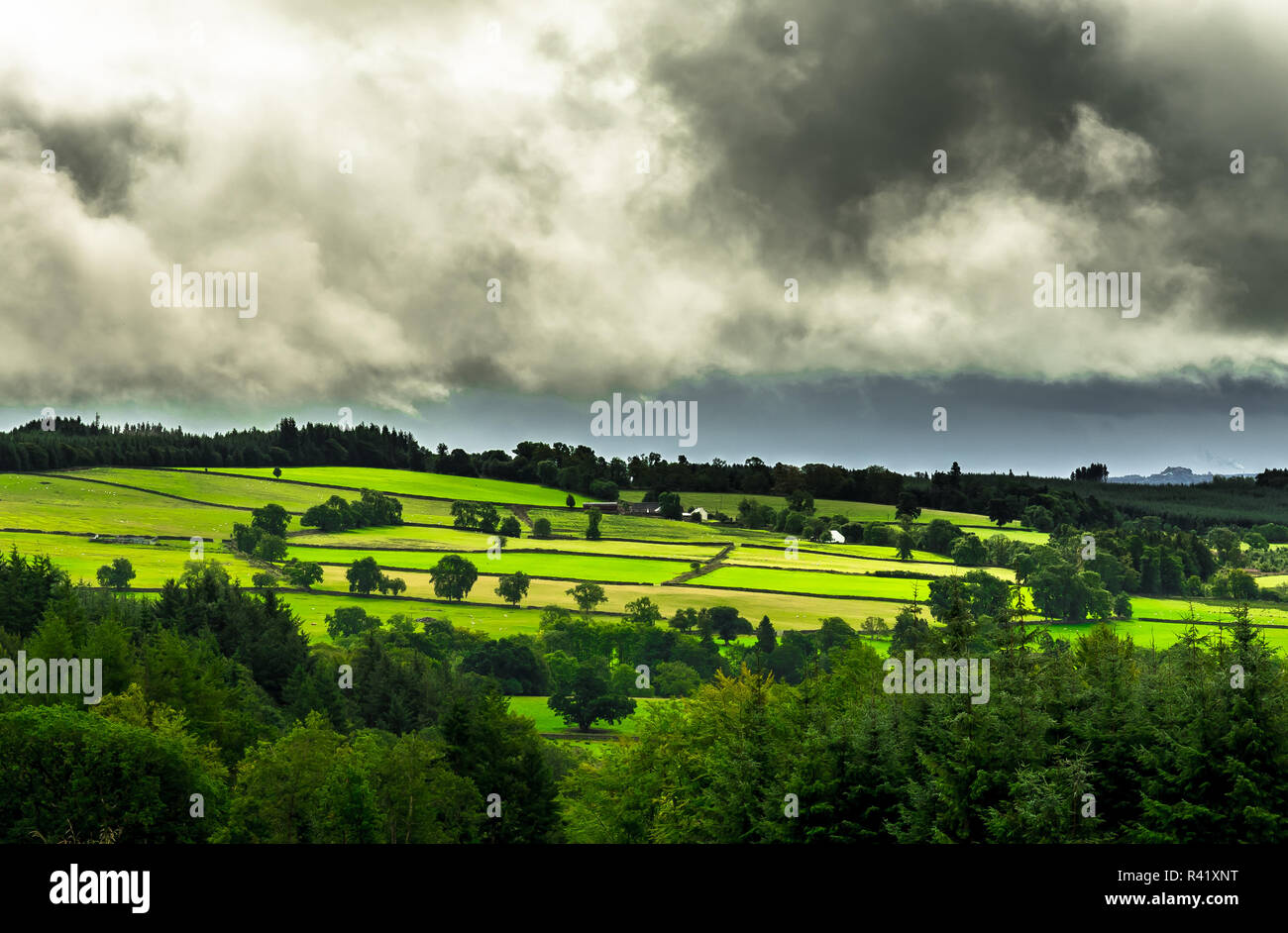 Scenic Landscape With Forest And Pastures In Scotland Stock Photo - Alamy