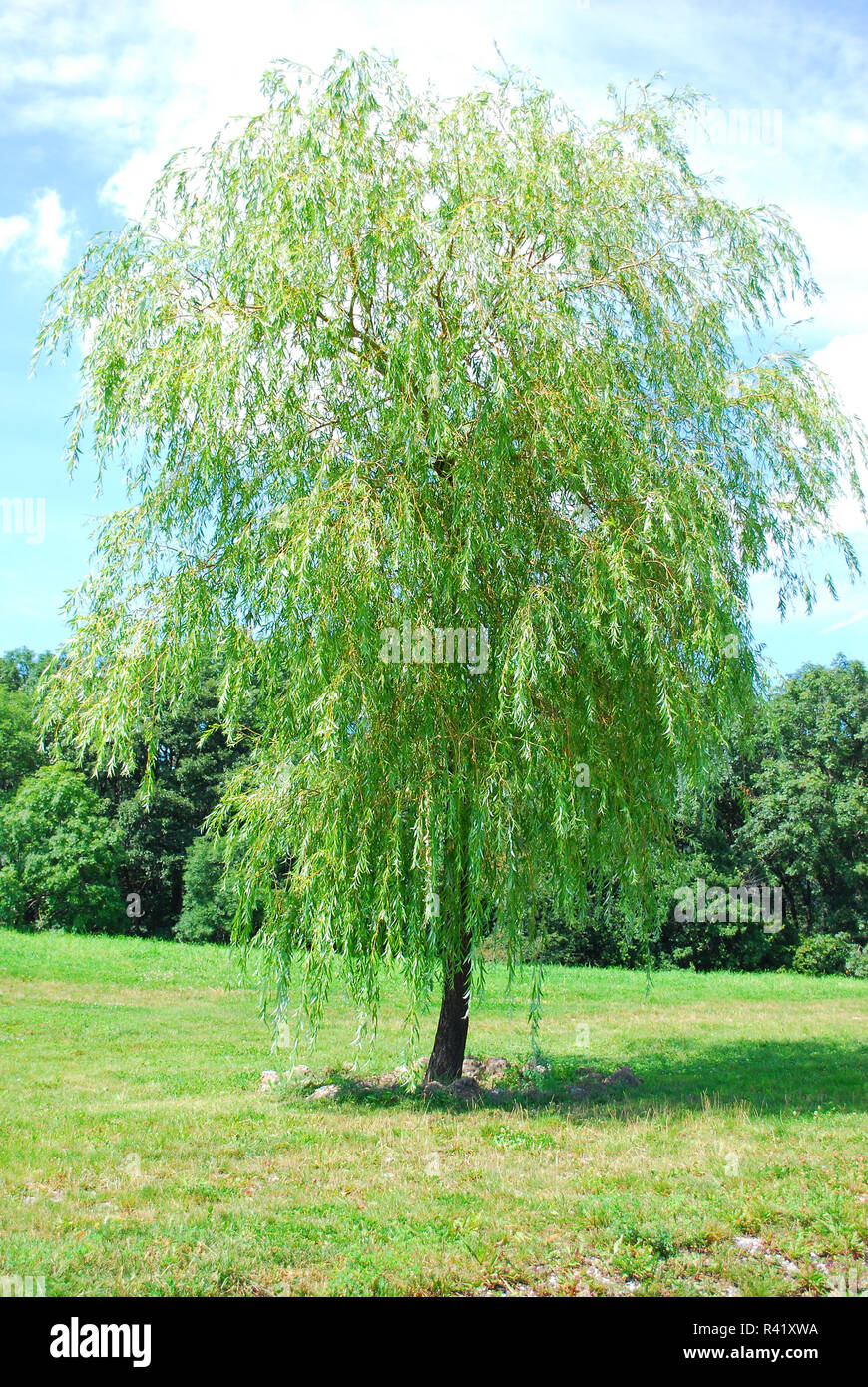 Young weeping willow tree hi-res stock photography and images - Alamy