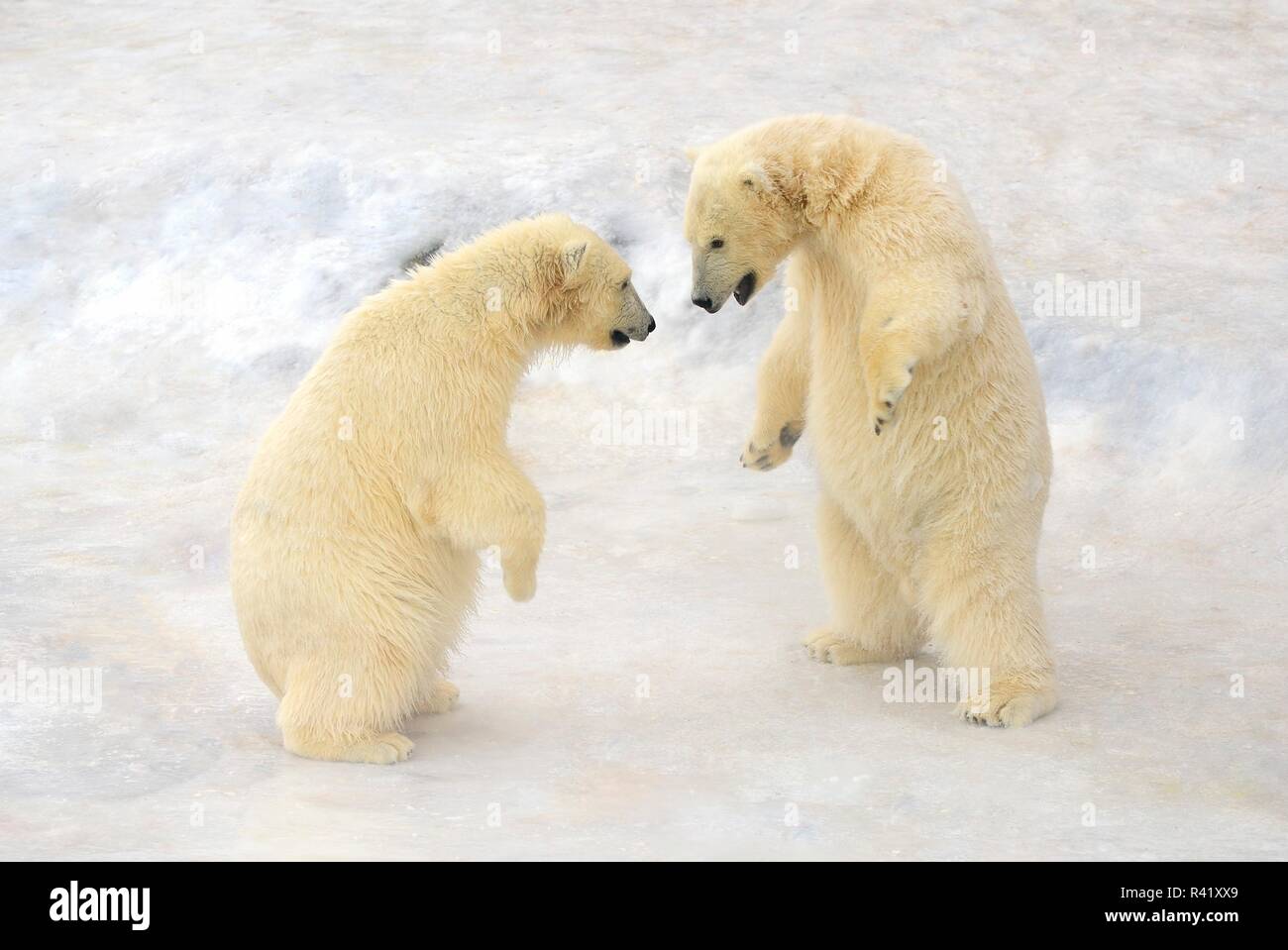 Polar bear baby cub play snow hi-res stock photography and images - Alamy