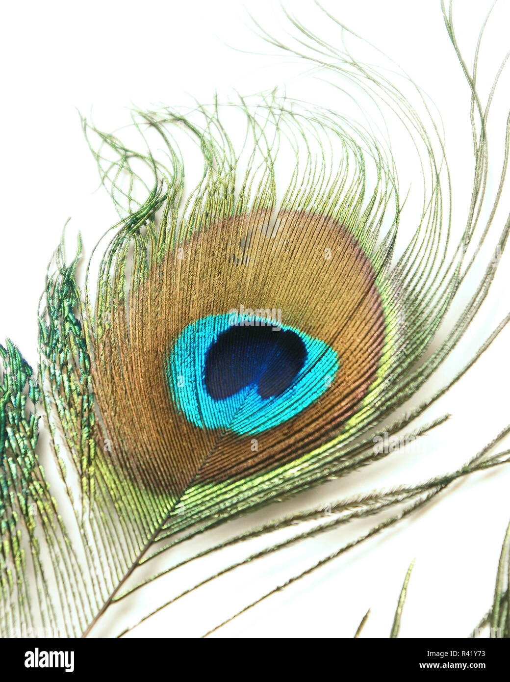 One peacock hi-res stock photography and images - Alamy