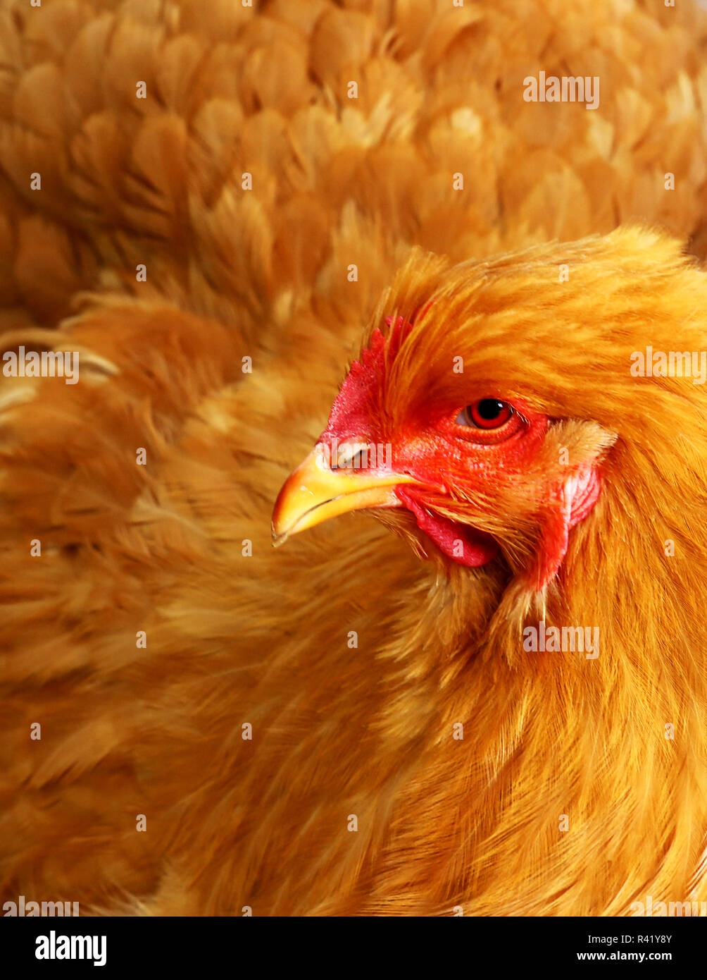 portrait cochin domestic chicken Stock Photo - Alamy