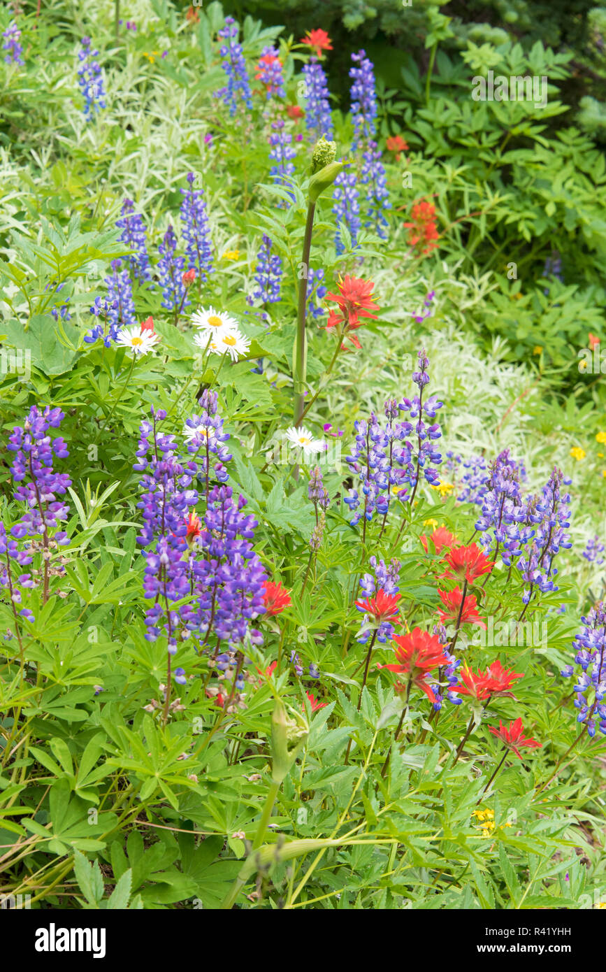 Silver lupine hi-res stock photography and images - Alamy