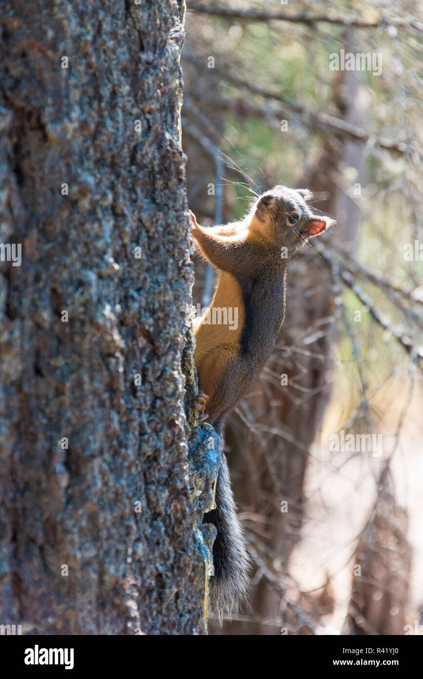 USA, Washington State. Douglas Squirrel (Tamiasciurus Douglasii ...