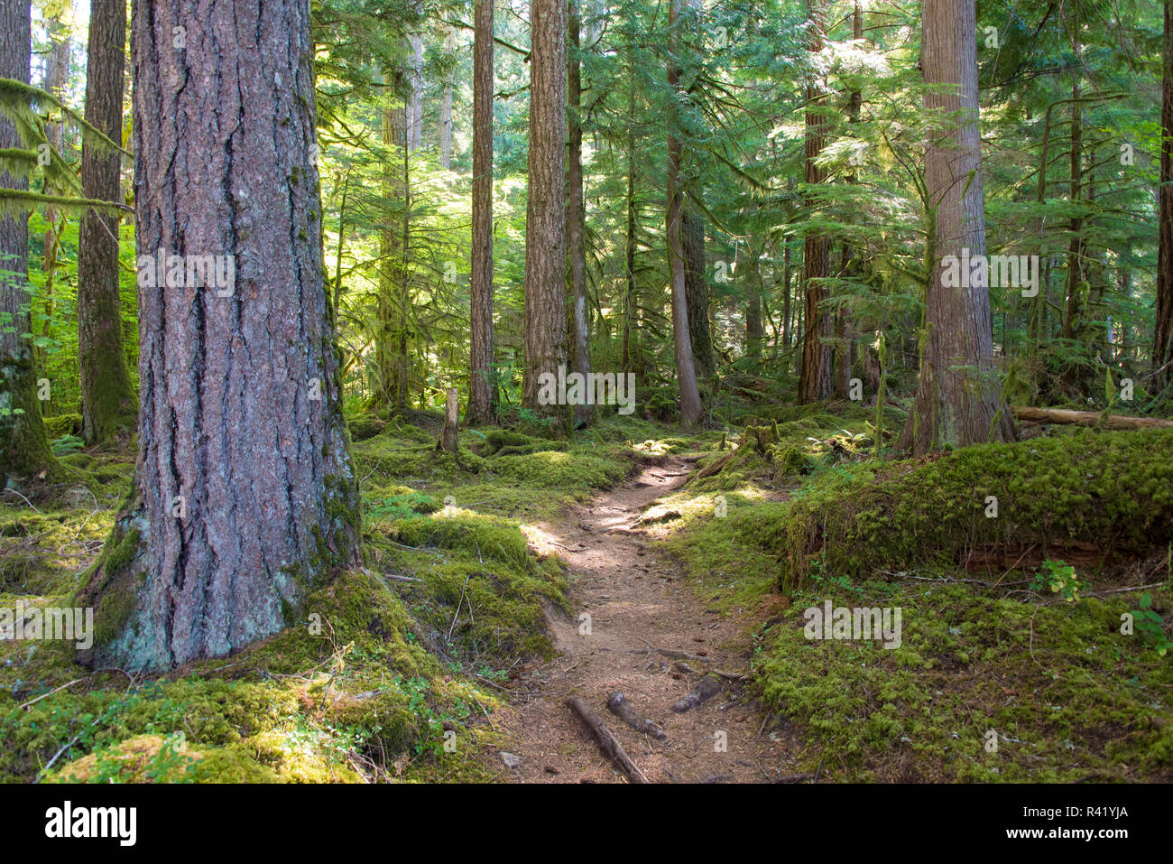 Woodland trail Anderson Point Campground East Baker Lake Stock Photo ...