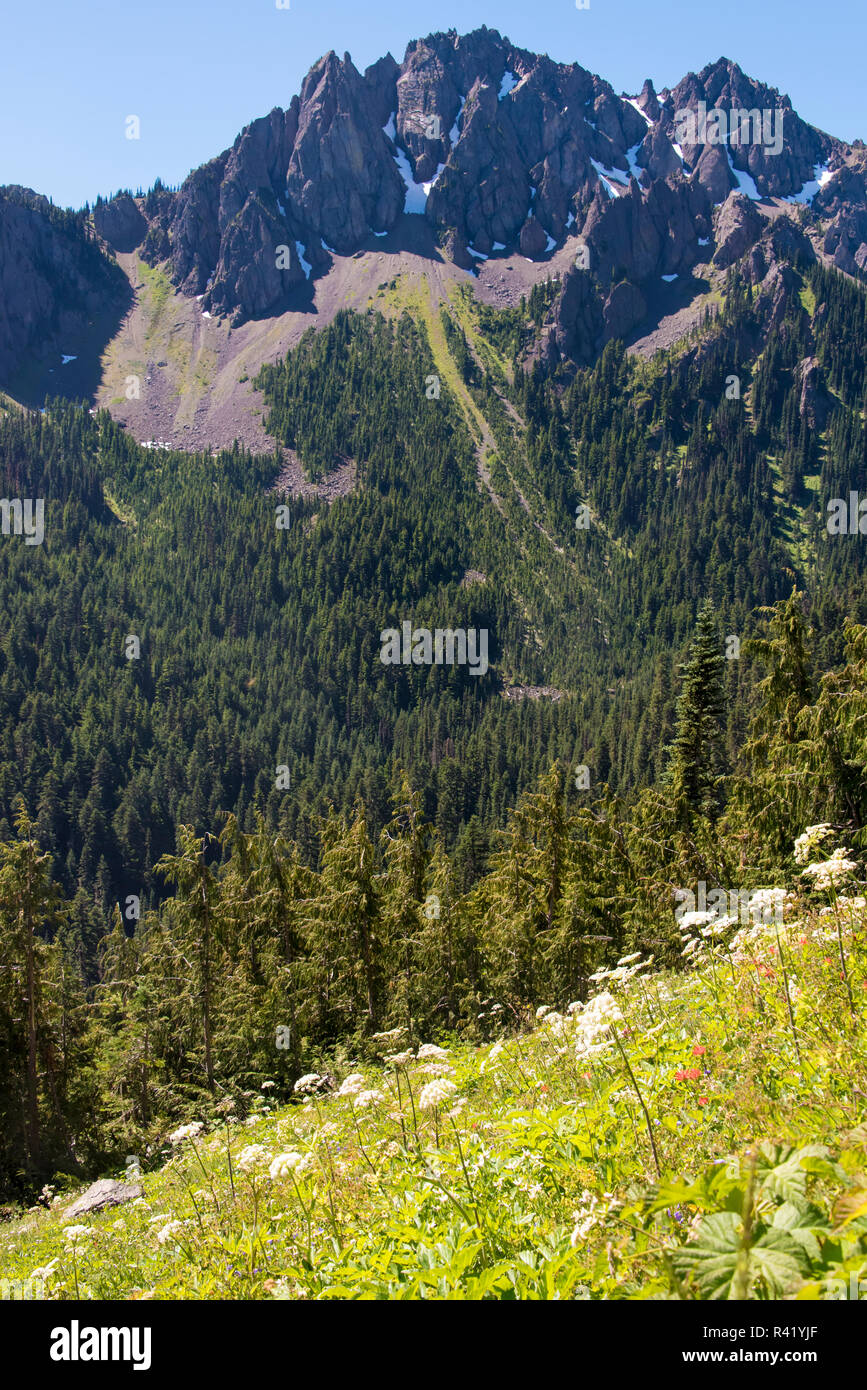 USA, Washington State. Marmot Pass hike Big Quilcene Trail Buckhorn ...