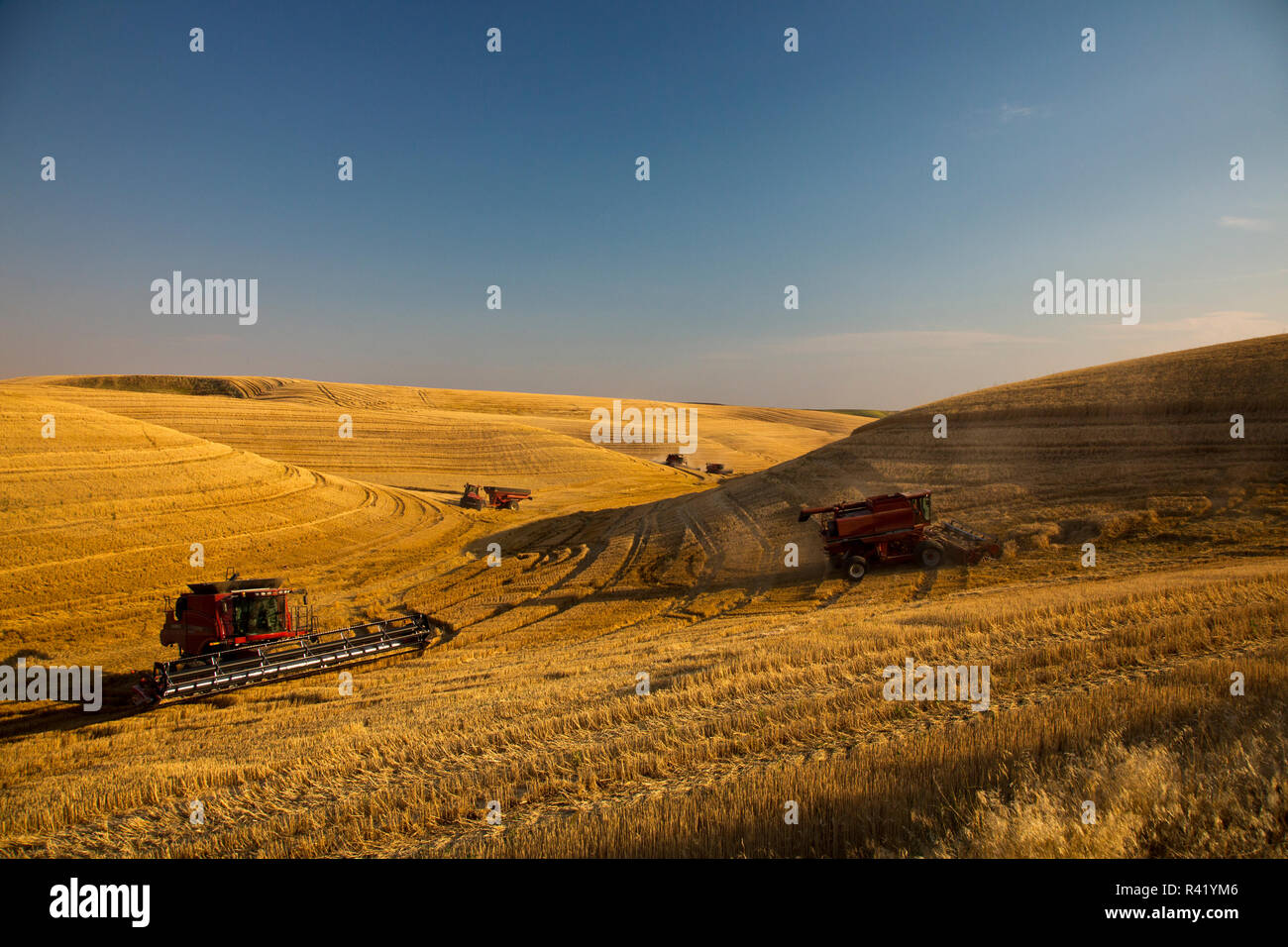 USA, Washington State, Palouse Region, Wheat Harvest in the Deep Bowls ...