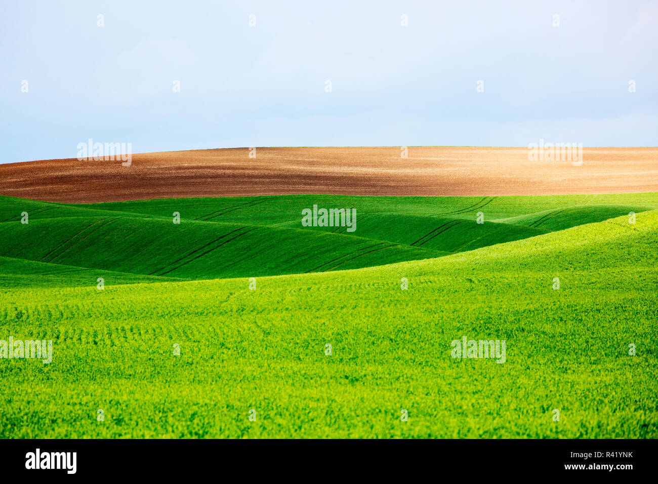 USA, Washington State, Palouse, Spring Rolling Hills of Wheat and ...