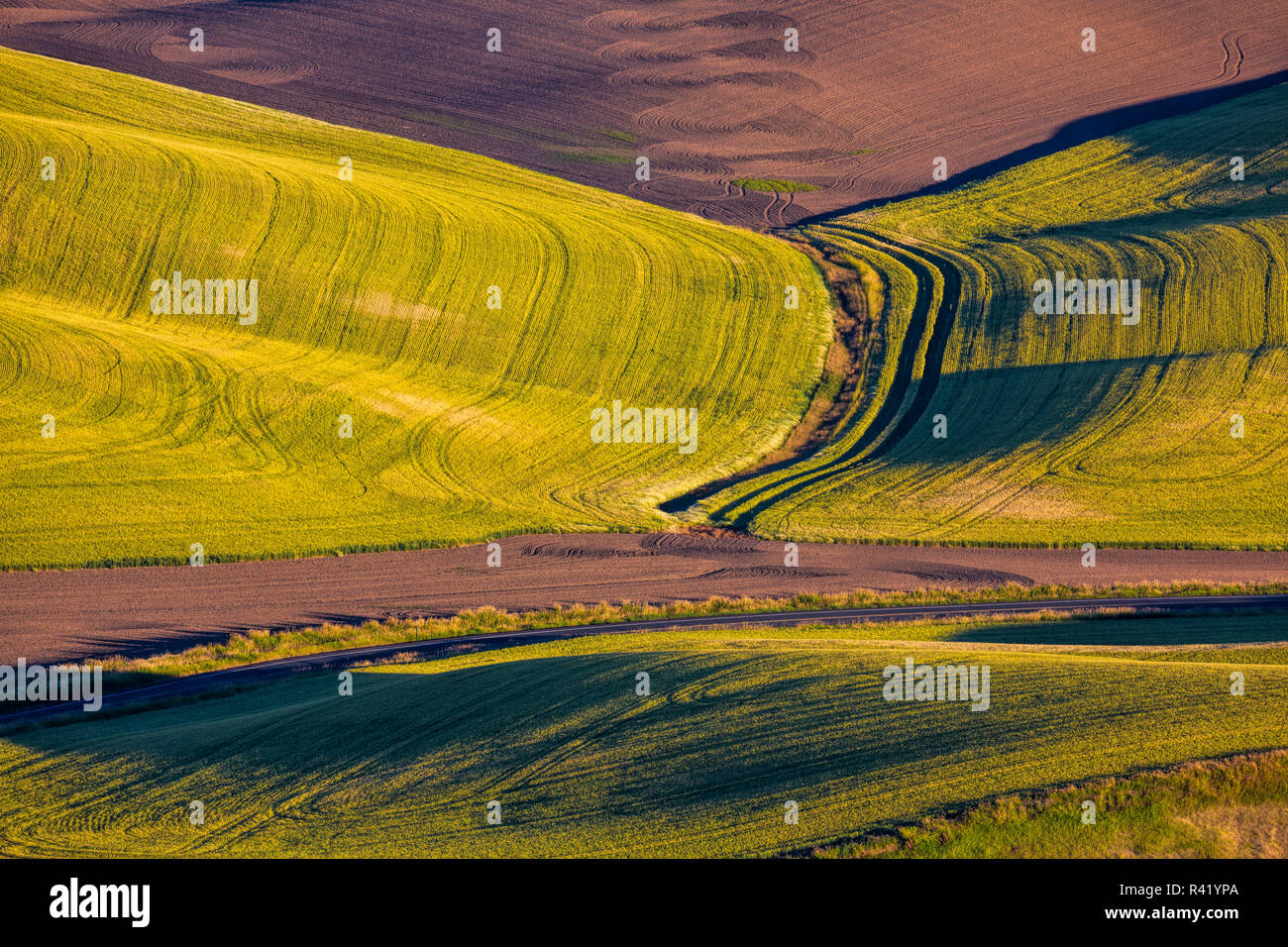 USA, Washington State, Palouse Region, Crops of Wheat and Peas nearing ...