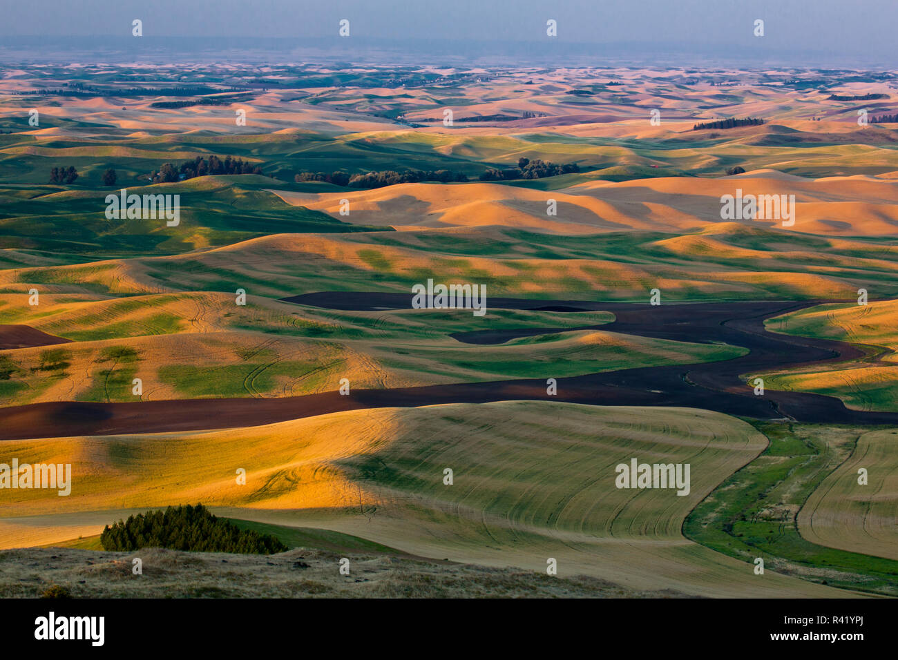 USA, Washington State, Palouse Region, Crops of Wheat and Peas nearing ...