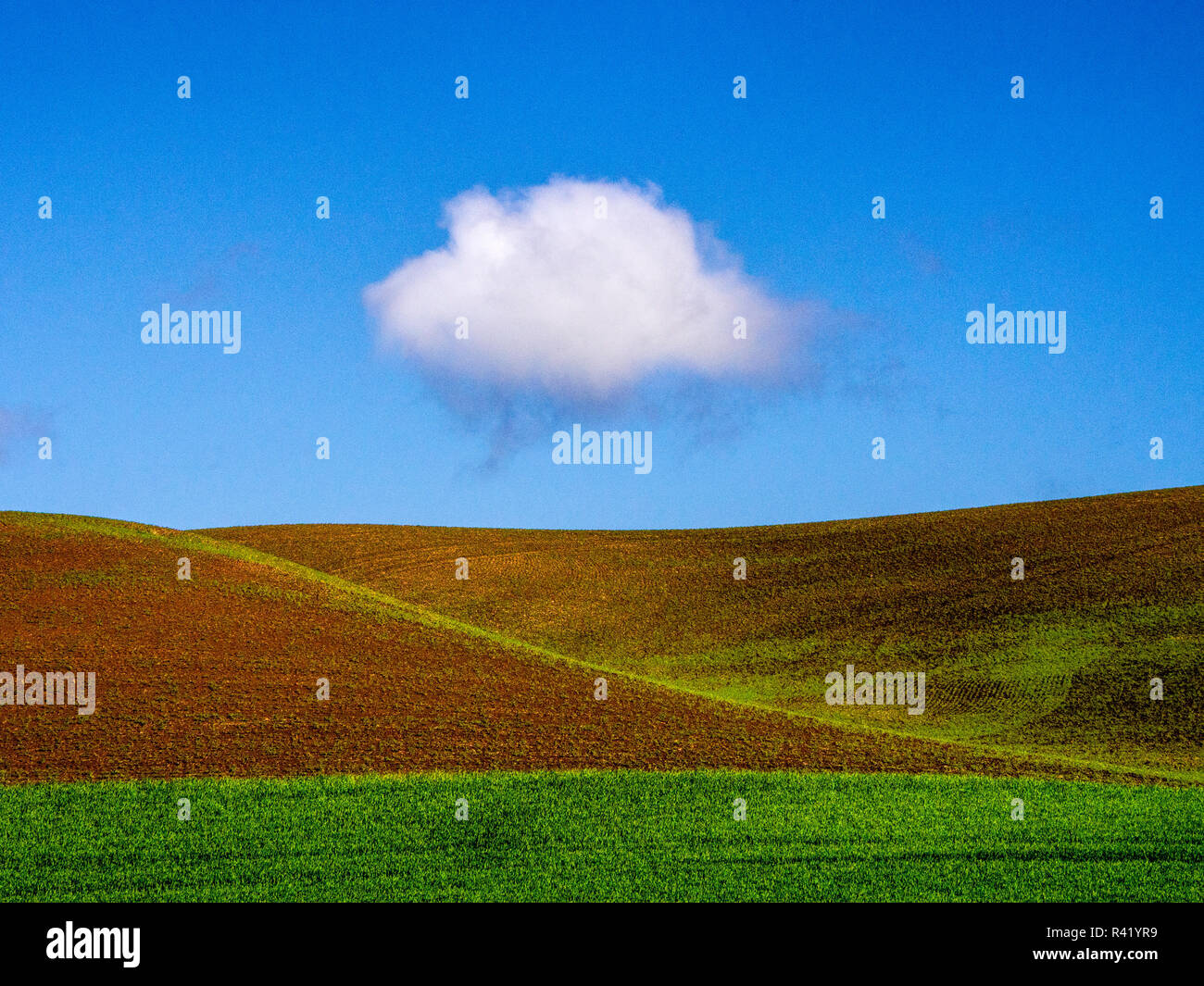 USA, Washington State, Palouse Country, Spring Wheat Field and Clouds ...