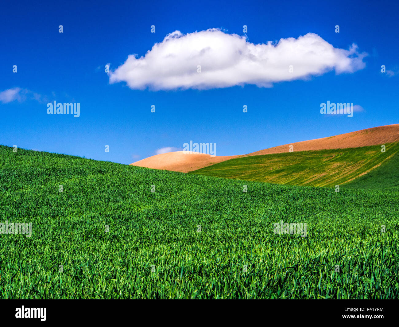 USA, Washington State, Palouse Country, Spring Wheat Field and Clouds ...