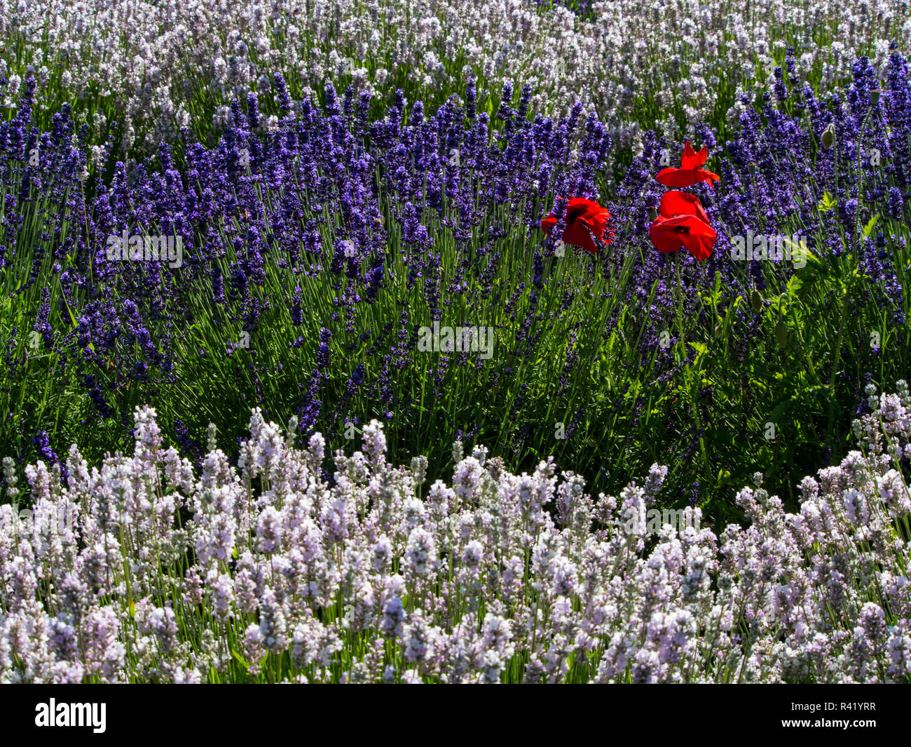 USA, Washington State, Sequim, Lavender Field in full boom Stock Photo ...