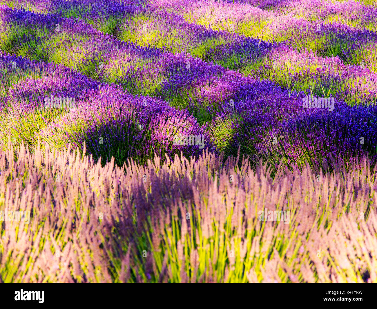 USA, Washington State, Sequim, Lavender Field in full boom Stock Photo ...