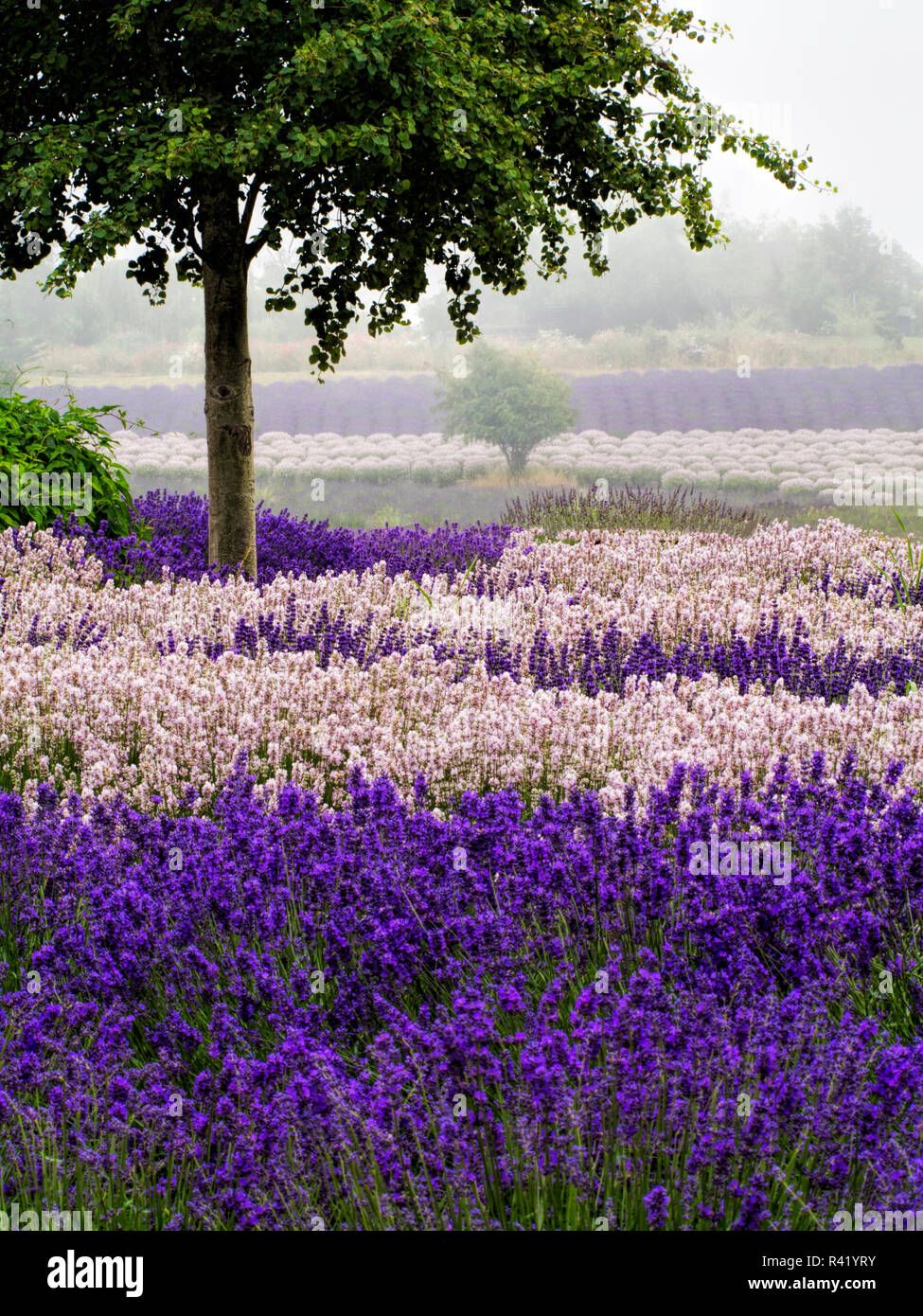 Lavender Fields Washington Lavender Fields Washington State | Lavender