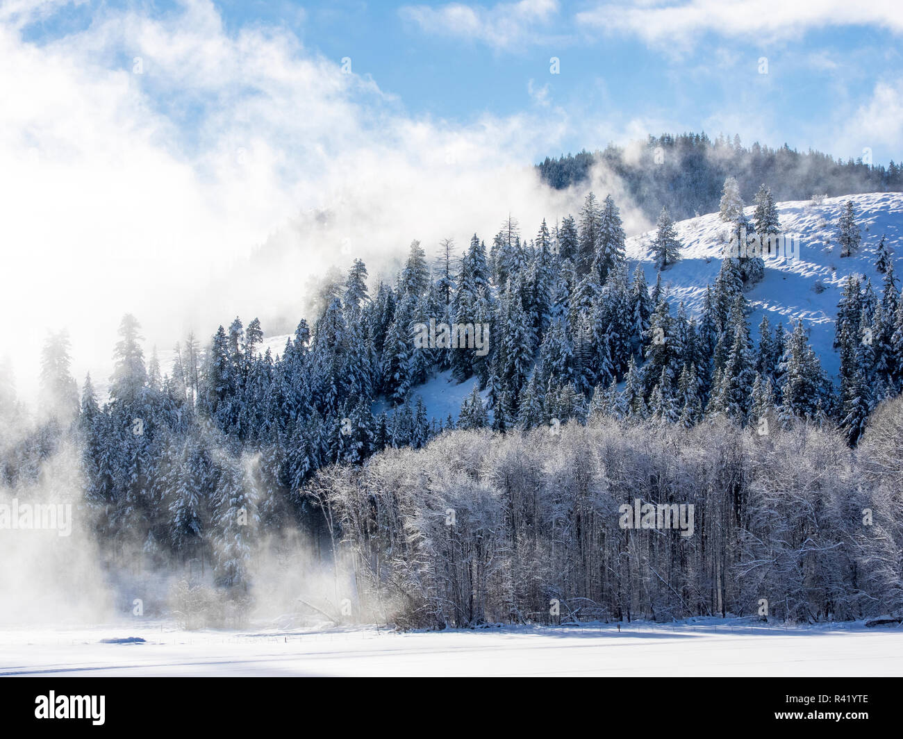 Trees in fog with morning light Stock Photo - Alamy