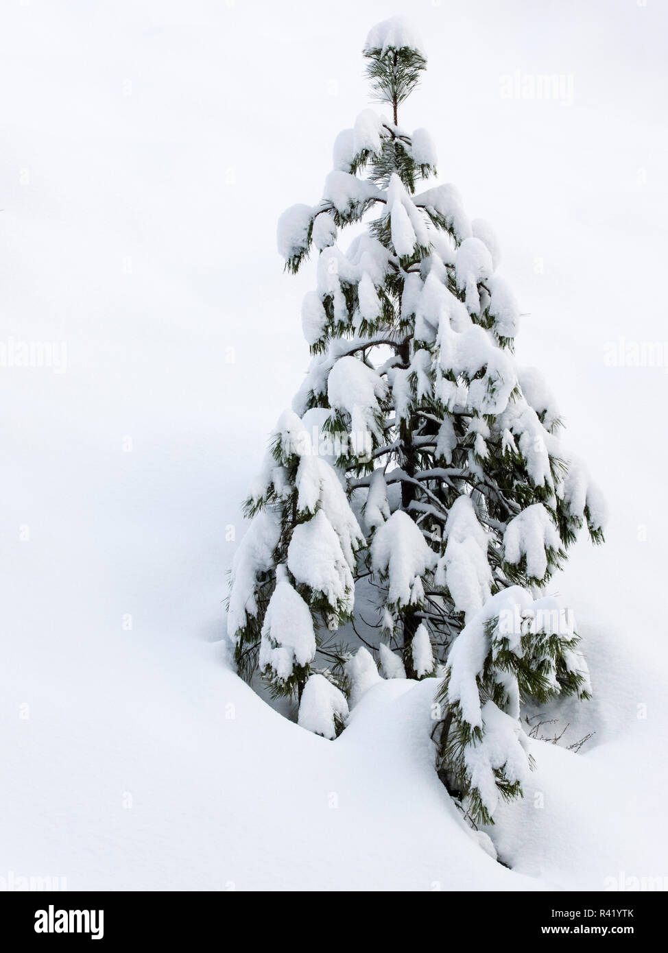 Small evergreen tree covered in snow Stock Photo - Alamy