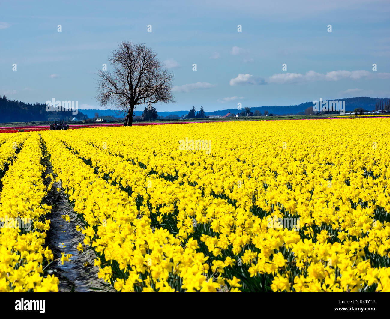 Field Daffodils Usa High Resolution Stock Photography and Images - Alamy