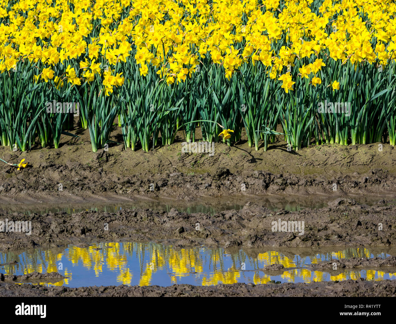 Field Daffodils Usa High Resolution Stock Photography and Images - Alamy