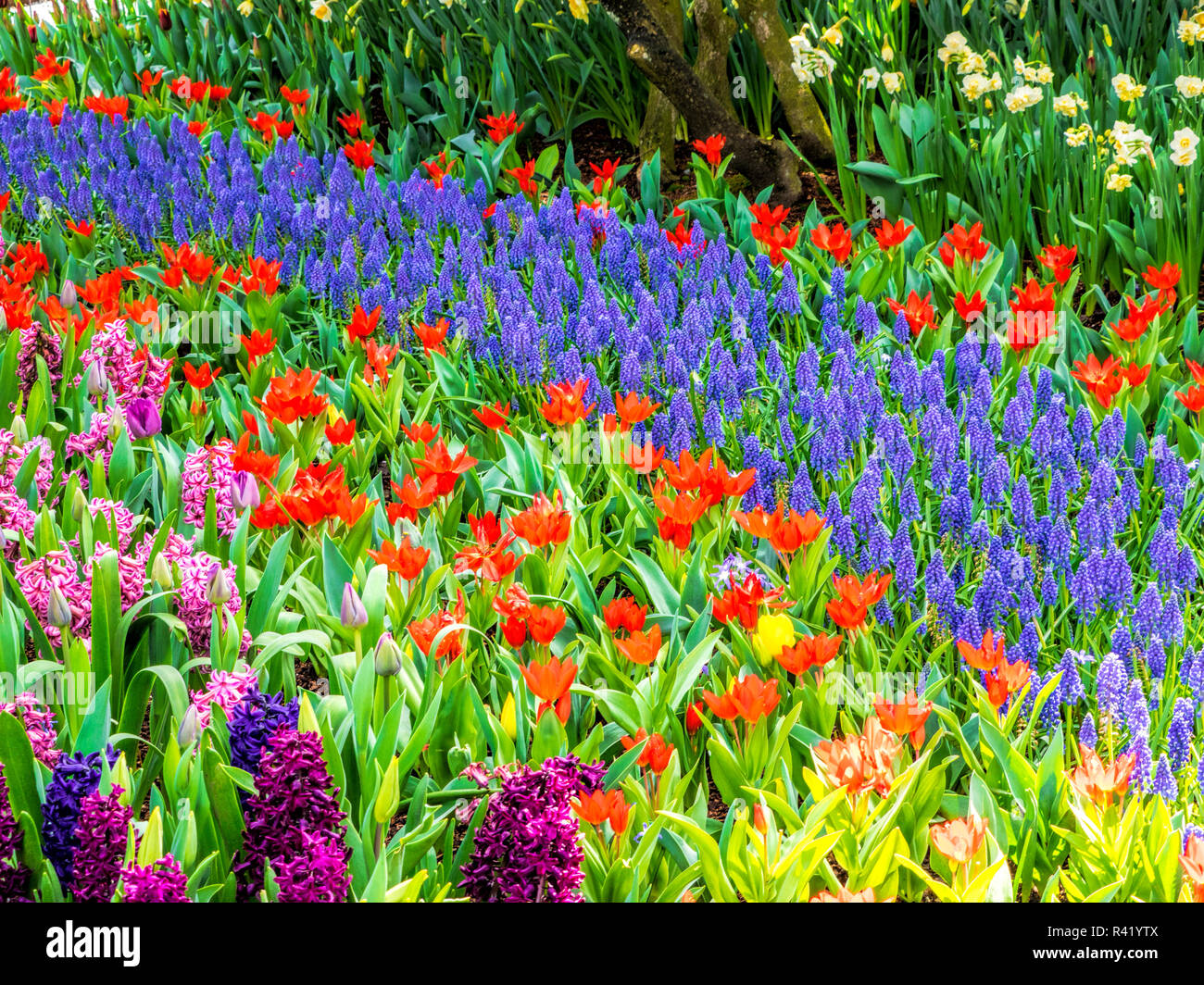 Display garden in full bloom Stock Photo - Alamy
