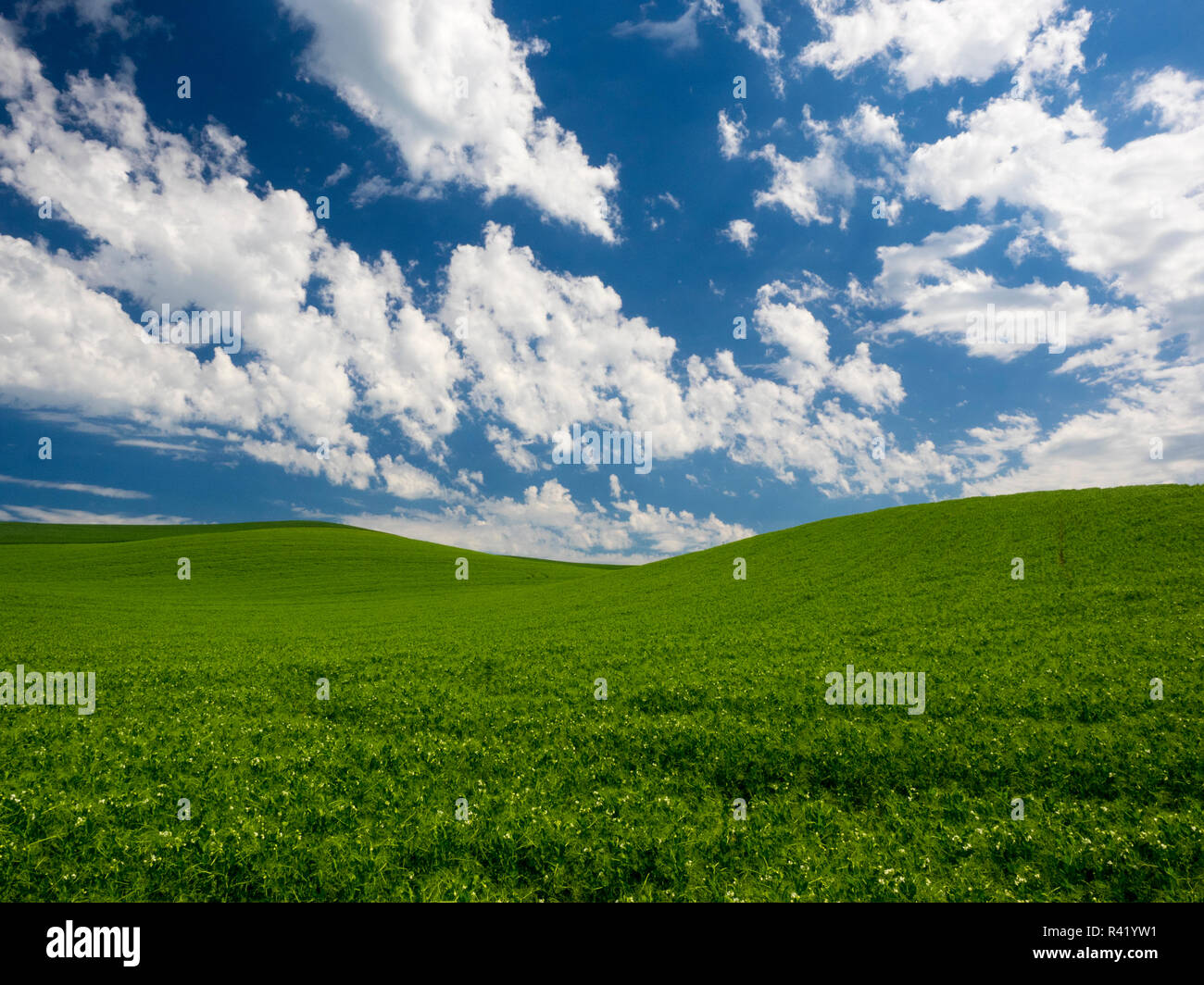 Peas fields hi-res stock photography and images - Alamy
