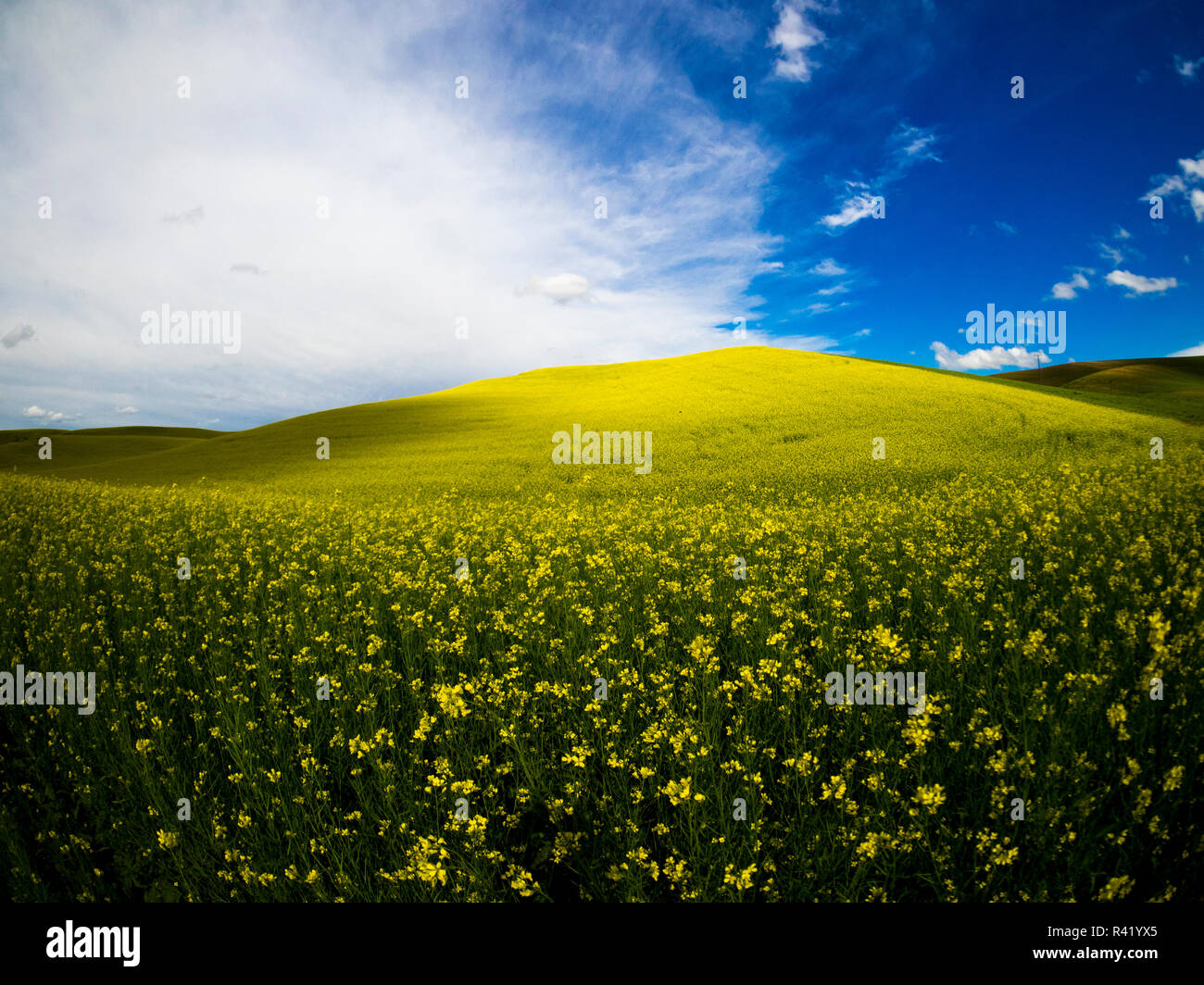 Canola fields in full bloom Stock Photo - Alamy