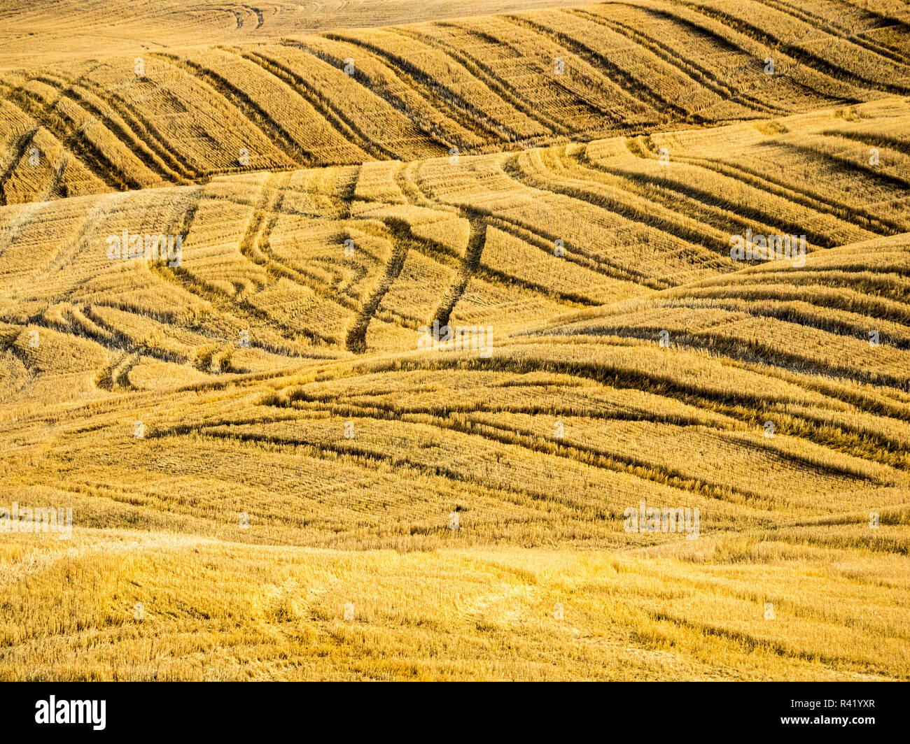 Pattern in harvested wheat fields Stock Photo - Alamy