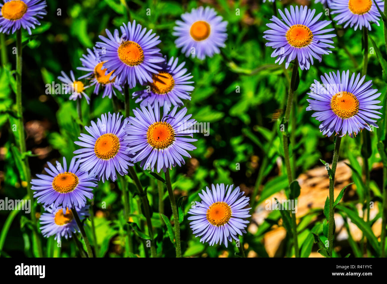 Purple, yellow subalpine daisy wildflower. Mount Rainier, Paradise ...