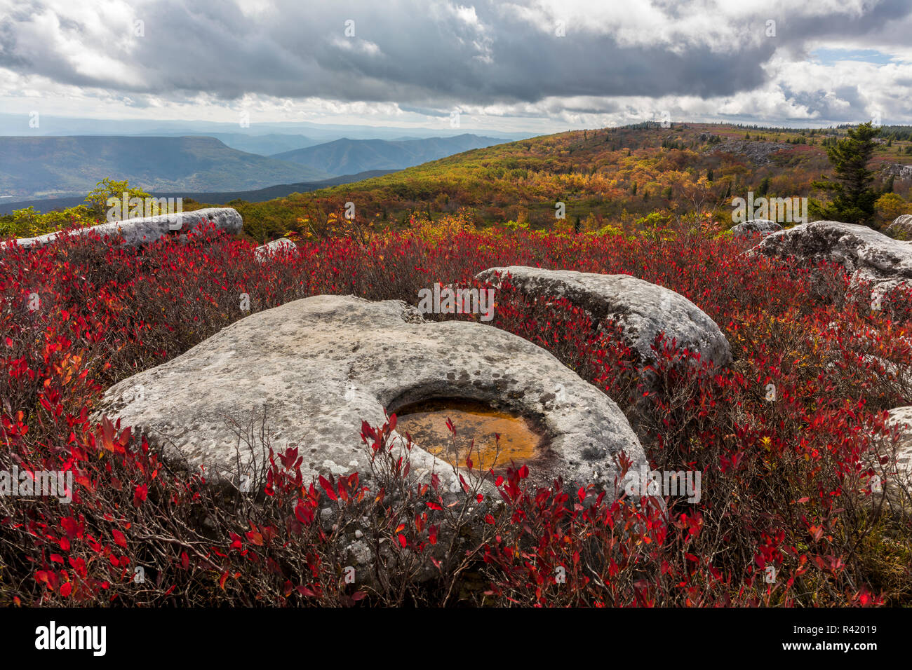 Bear Rocks in autumn in the Dolly Sods Wilderness, West Virginia, USA ...