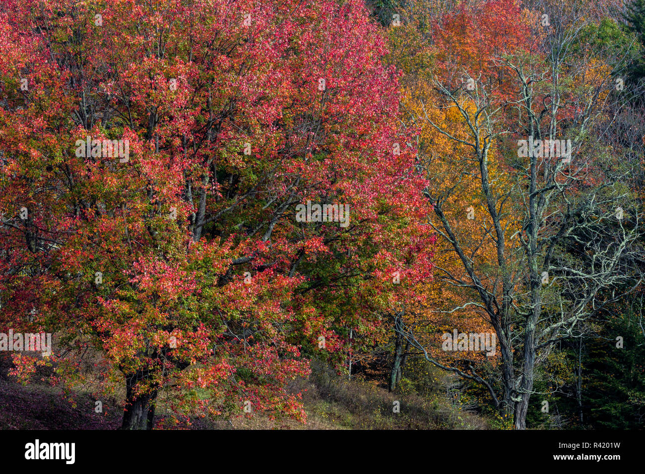 Maple fall autumn mountains west virginia hi-res stock photography and ...