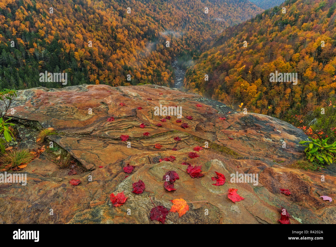Looking down into The Blackwater River in autumn from Pendleton Point ...
