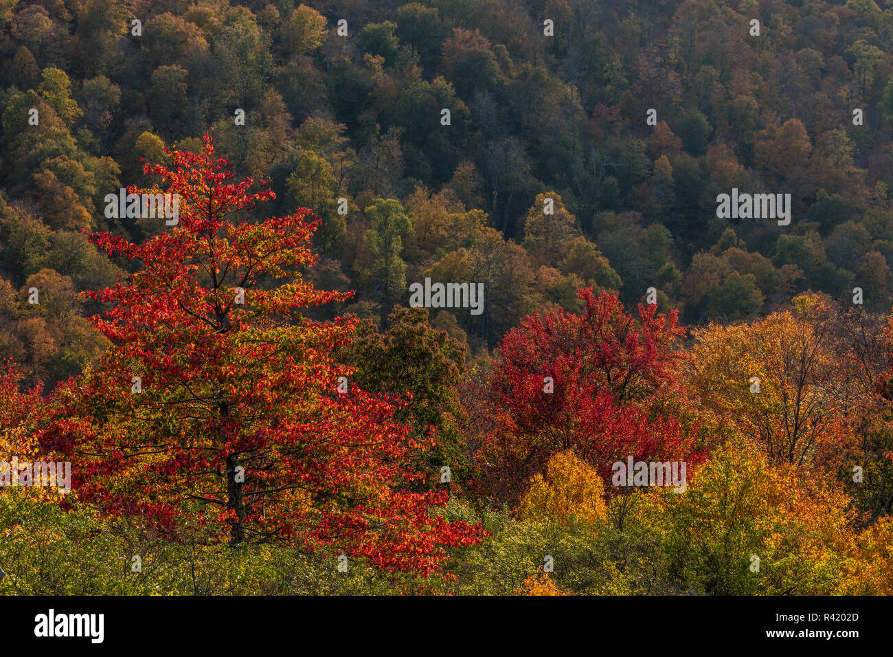 Autumn color in hardwood forest in Randolph County, West Virginia, USA ...