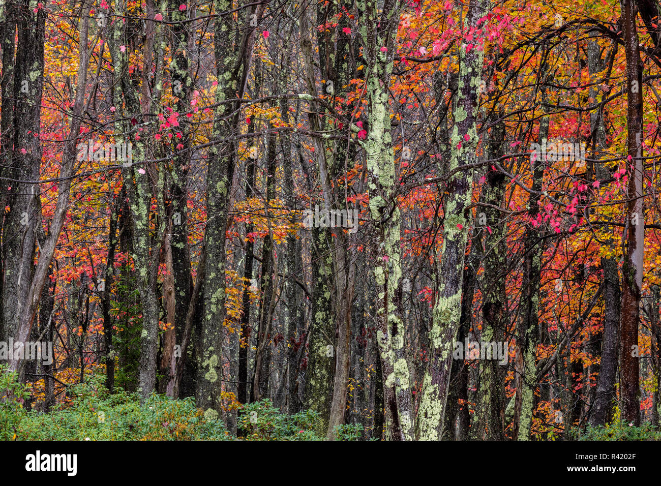 Autumn color in hardwood forest in Randolph County, West Virginia, USA ...