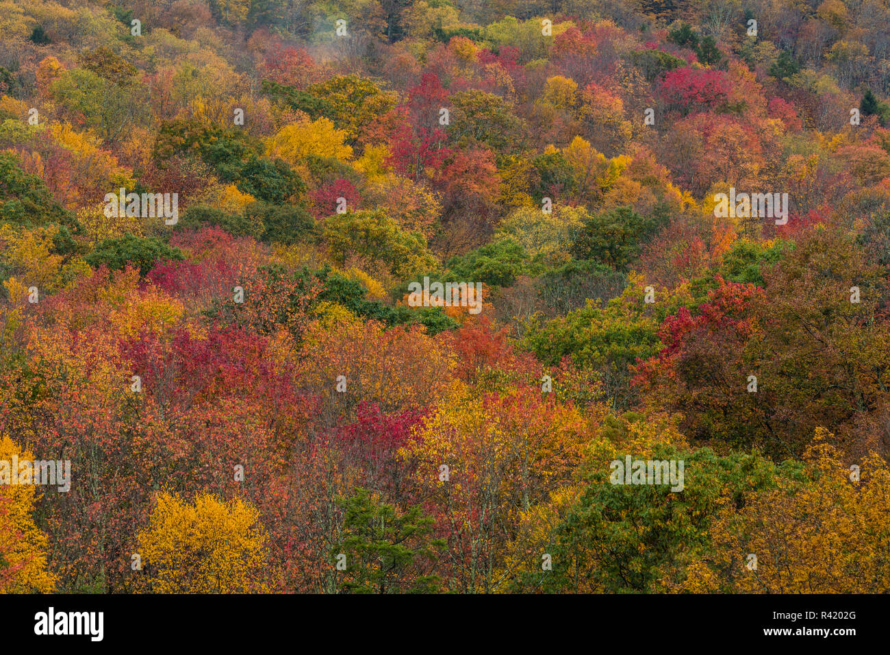 Autumn color in hardwood forest in Randolph County, West Virginia, USA ...