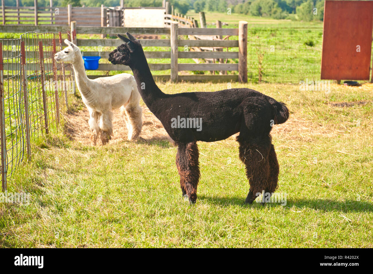 Alpaca black hi-res stock photography and images - Alamy