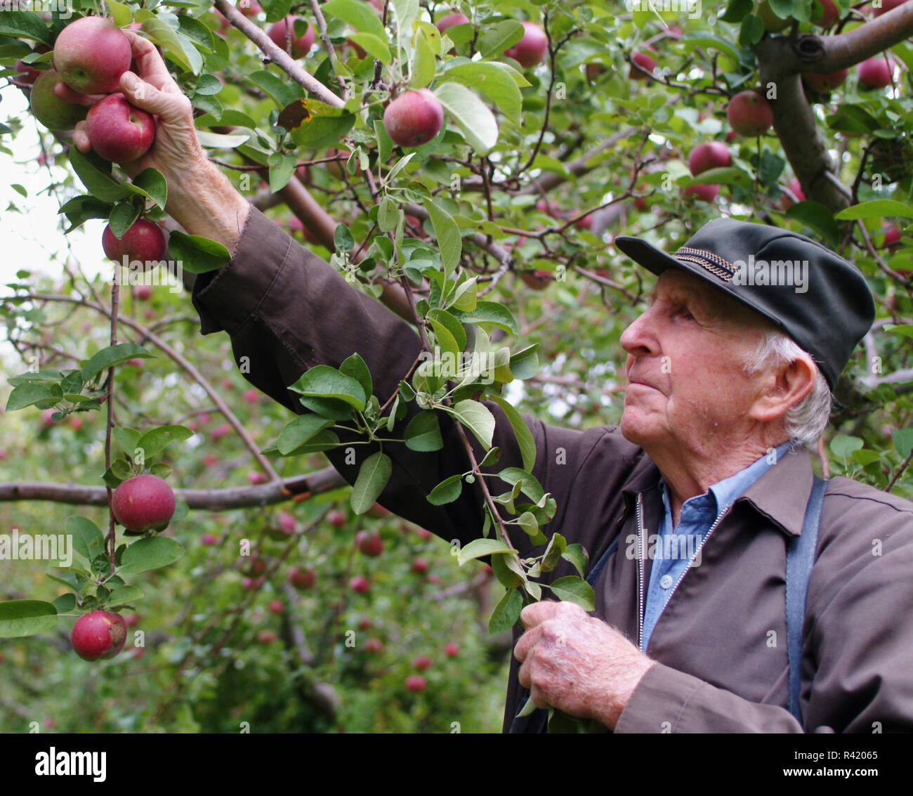 Man picking apples, Wisconsin (Editorial Use Only Stock Photo - Alamy