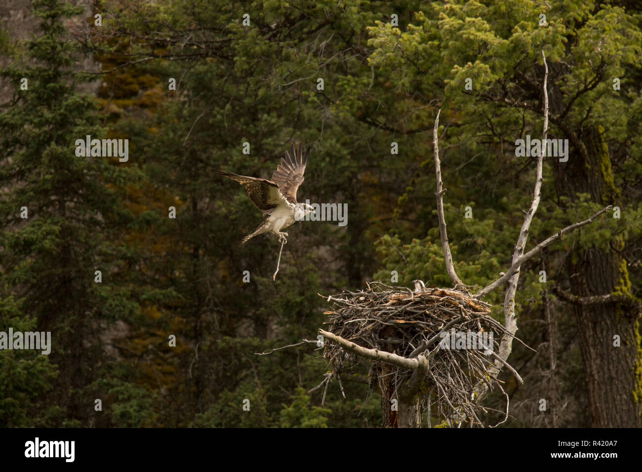 Raptor stick nest hi-res stock photography and images - Alamy