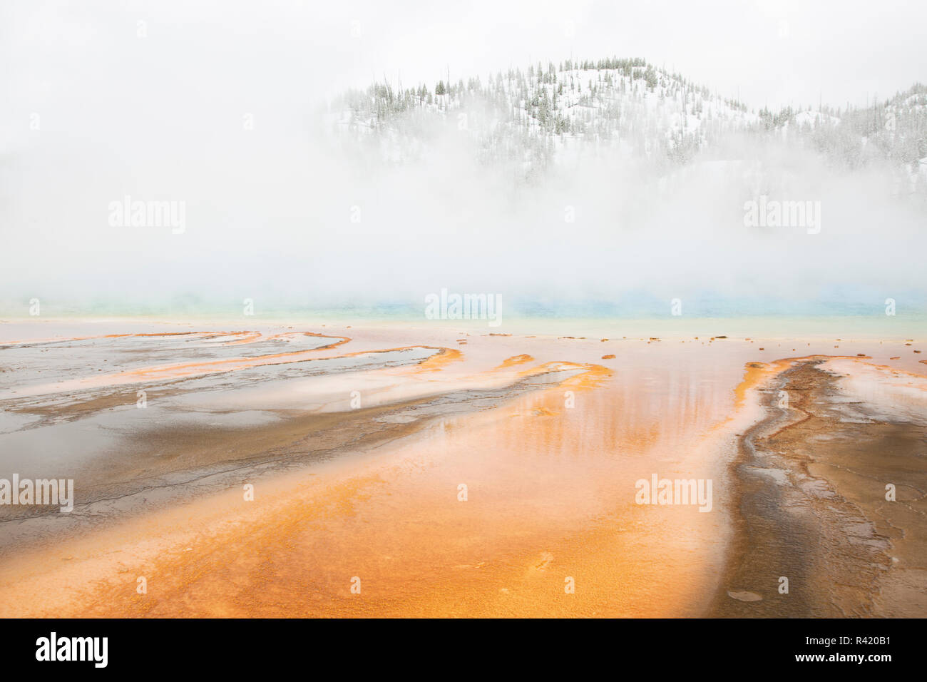 USA, Wyoming, Yellowstone National Park. Colorful algae creates ...