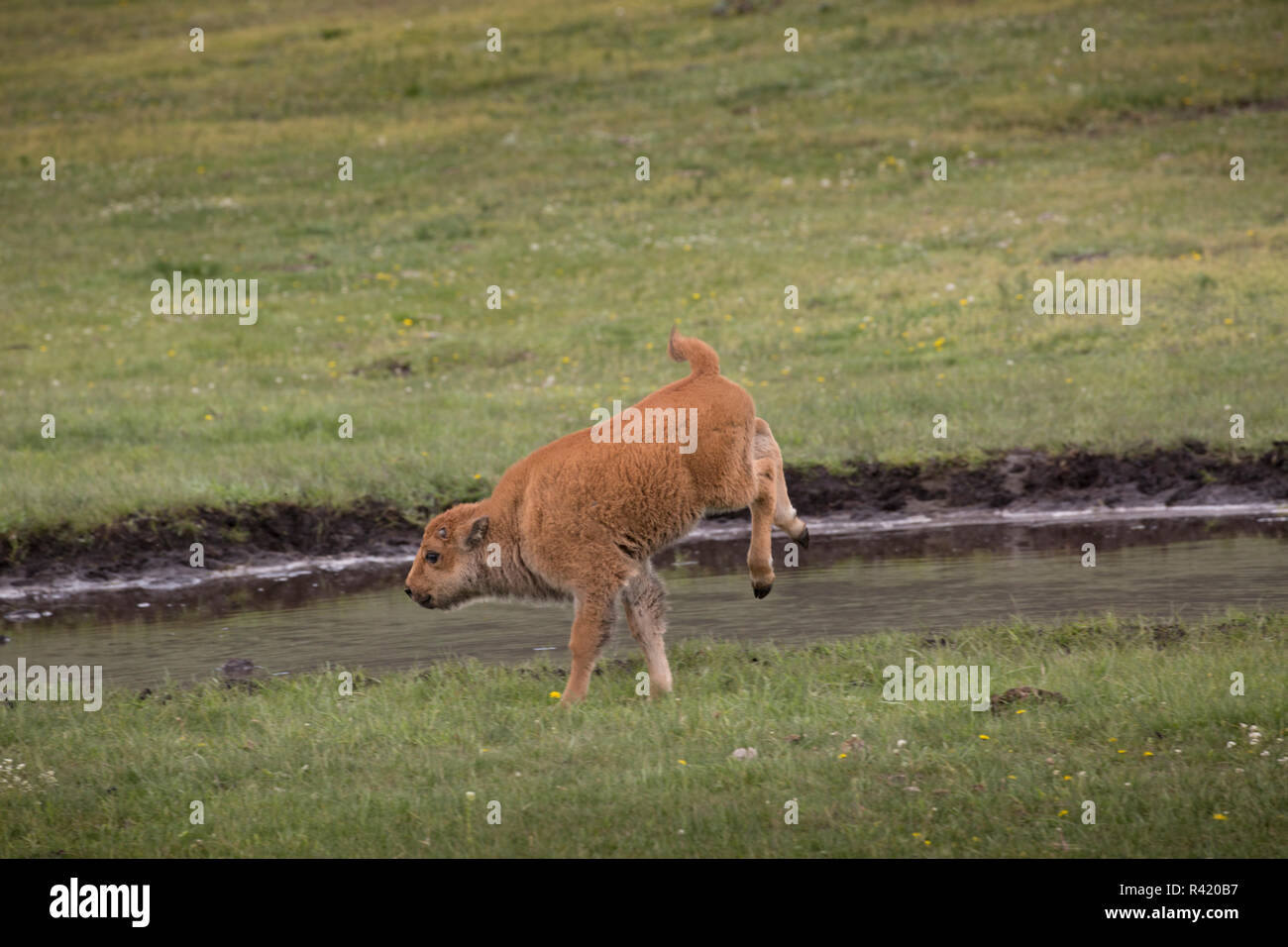 Leaping bounding hi-res stock photography and images - Alamy
