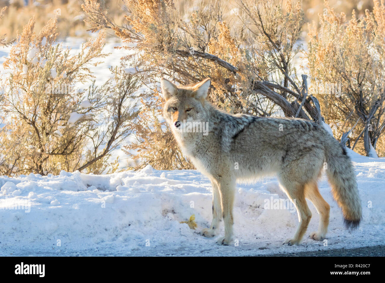Close up coyote hi-res stock photography and images - Alamy