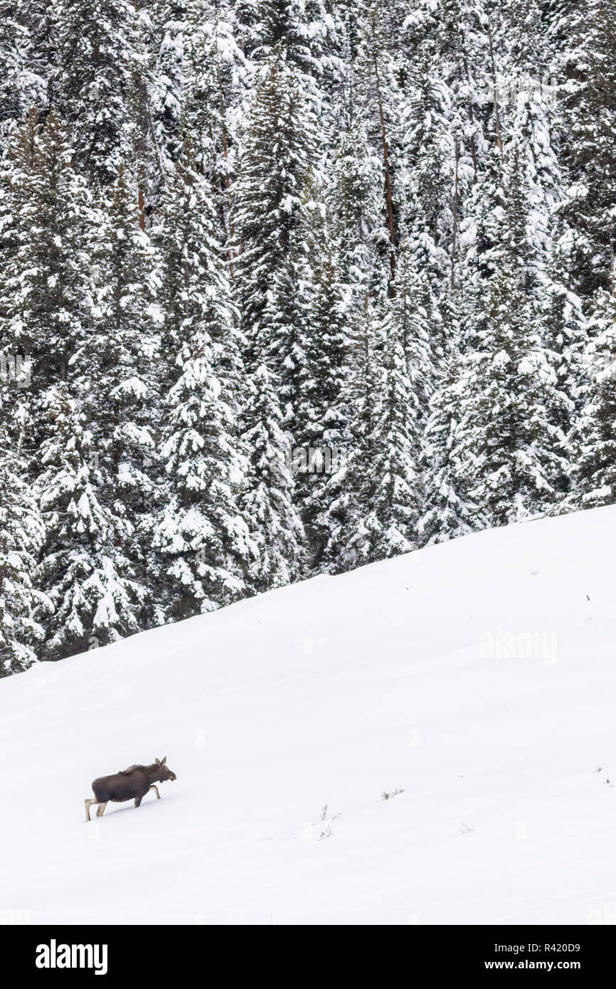 Snow covered moose yellowstone hi-res stock photography and images - Alamy