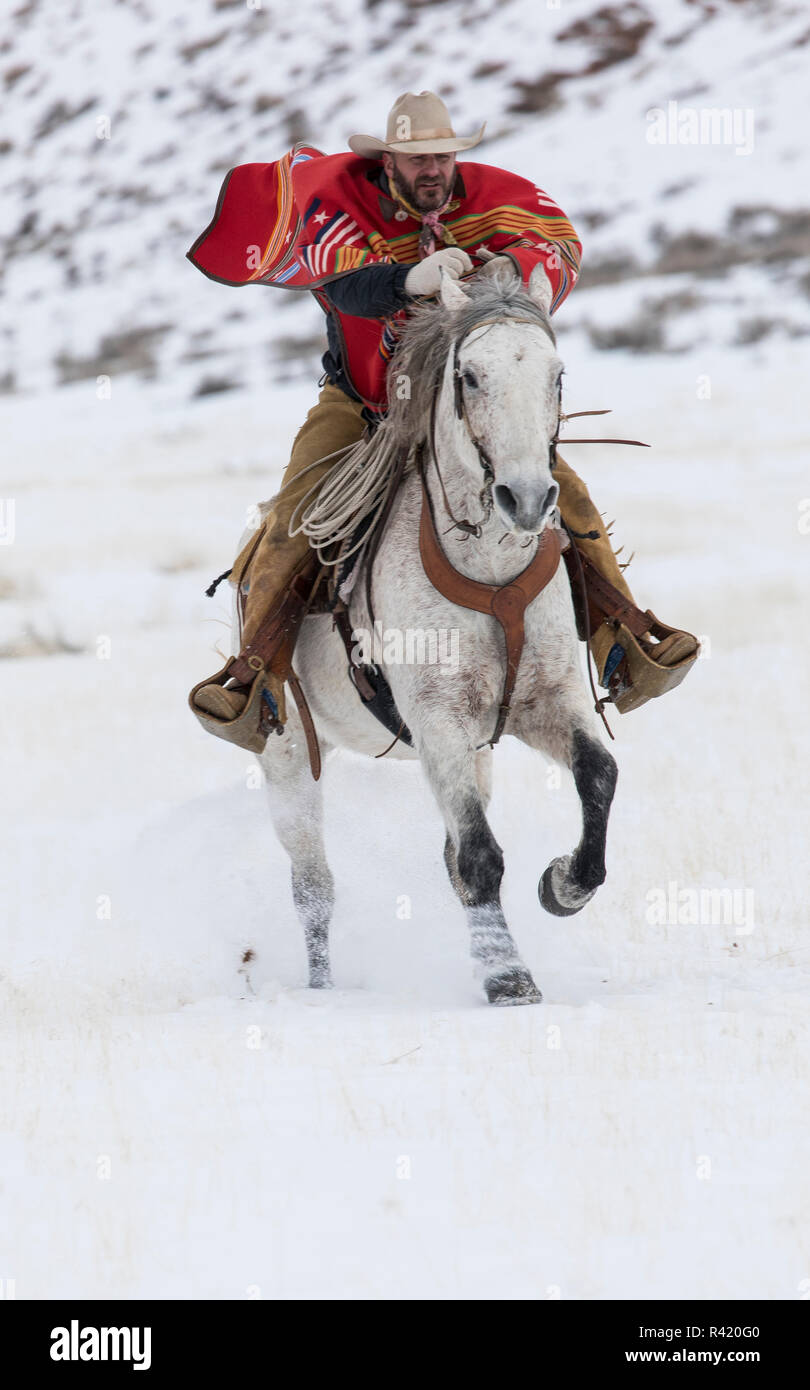 Cowboy riding his horse in winter, Hideout Ranch, Shell, Wyoming. (MR ...