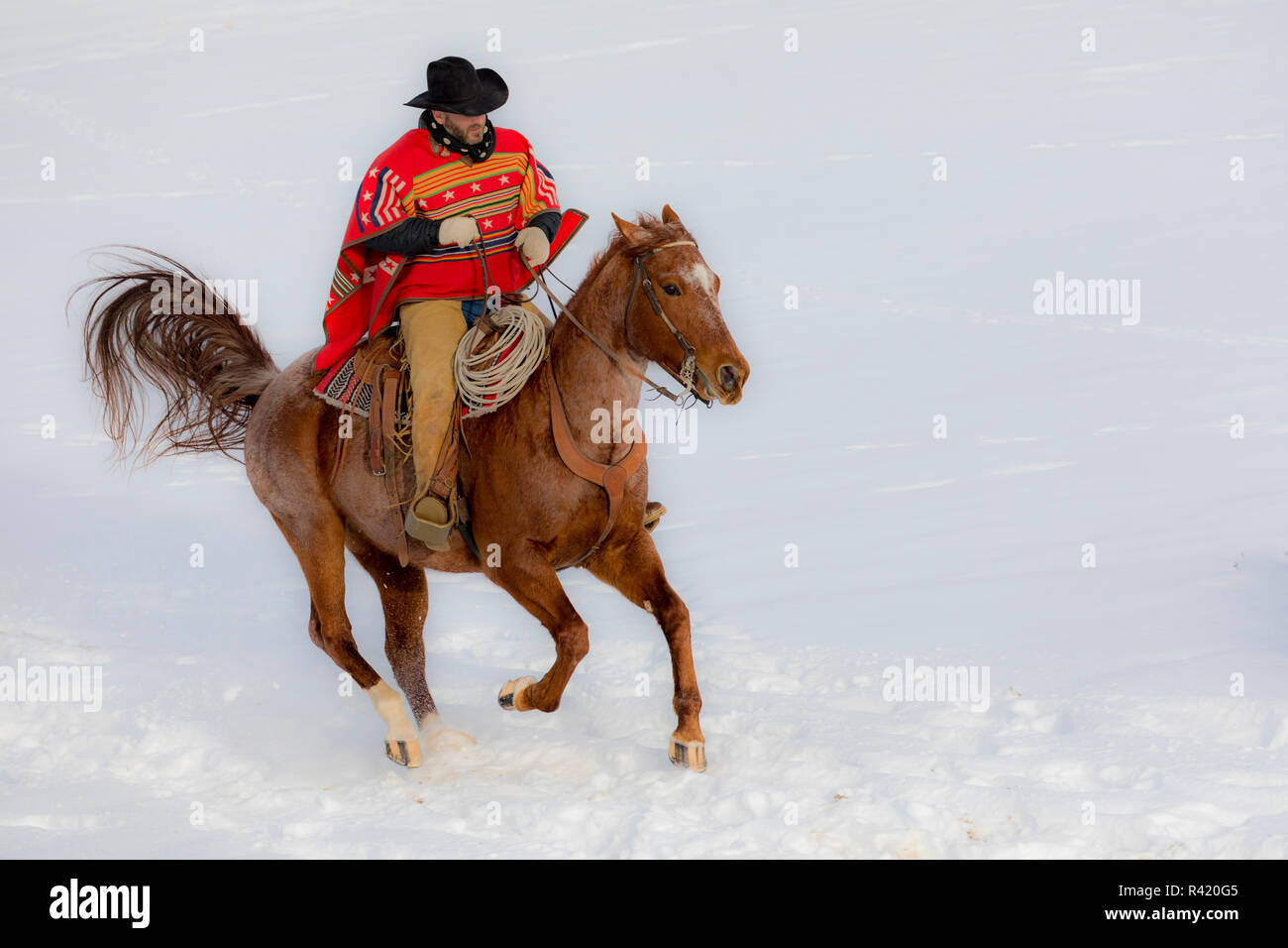 Cowboy riding his horse in winter, Hideout Ranch, Shell, Wyoming. (MR ...