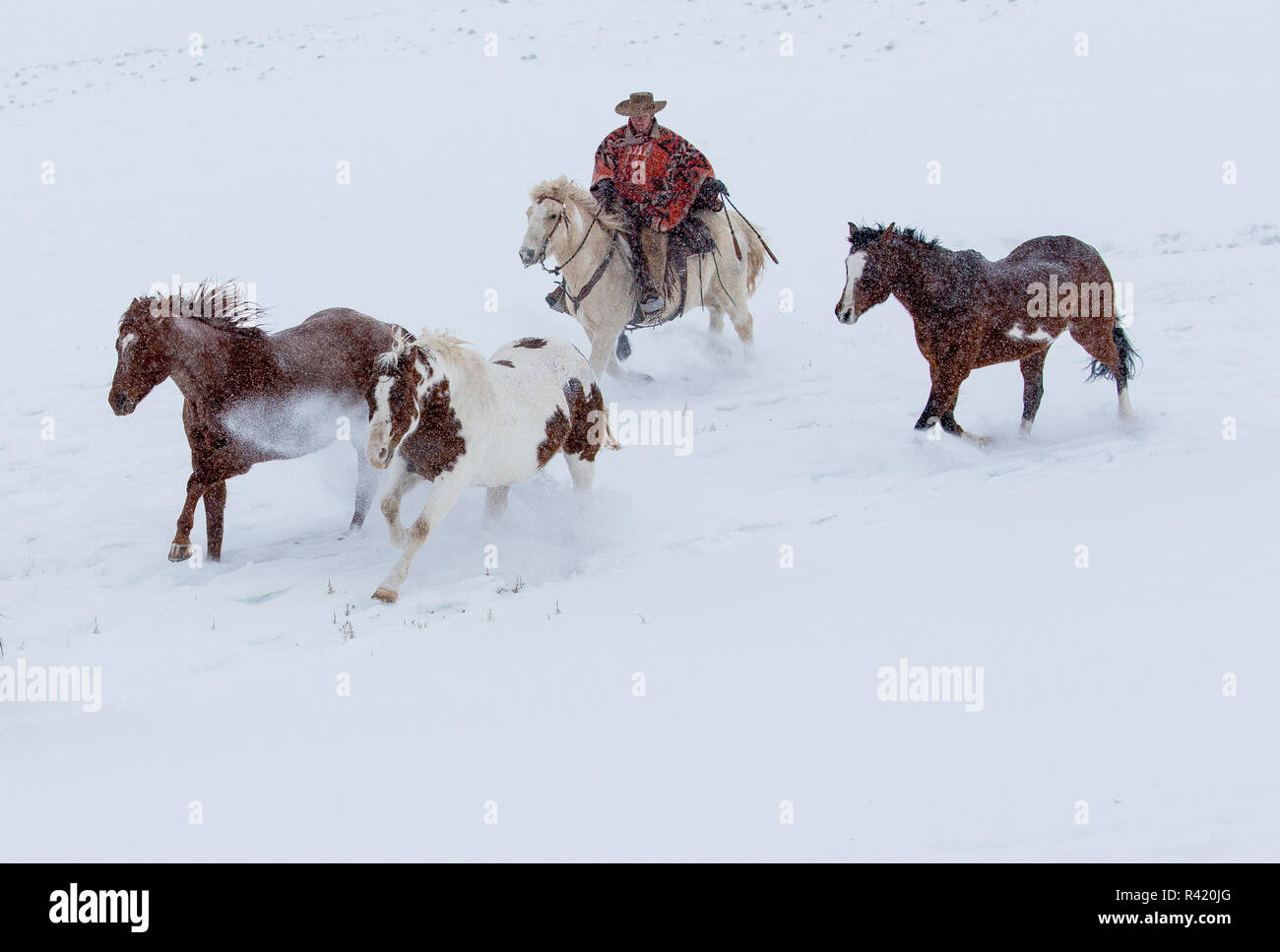 Cowgirl moving herd of horses wintertime snows, Hideout Ranch, Shell ...