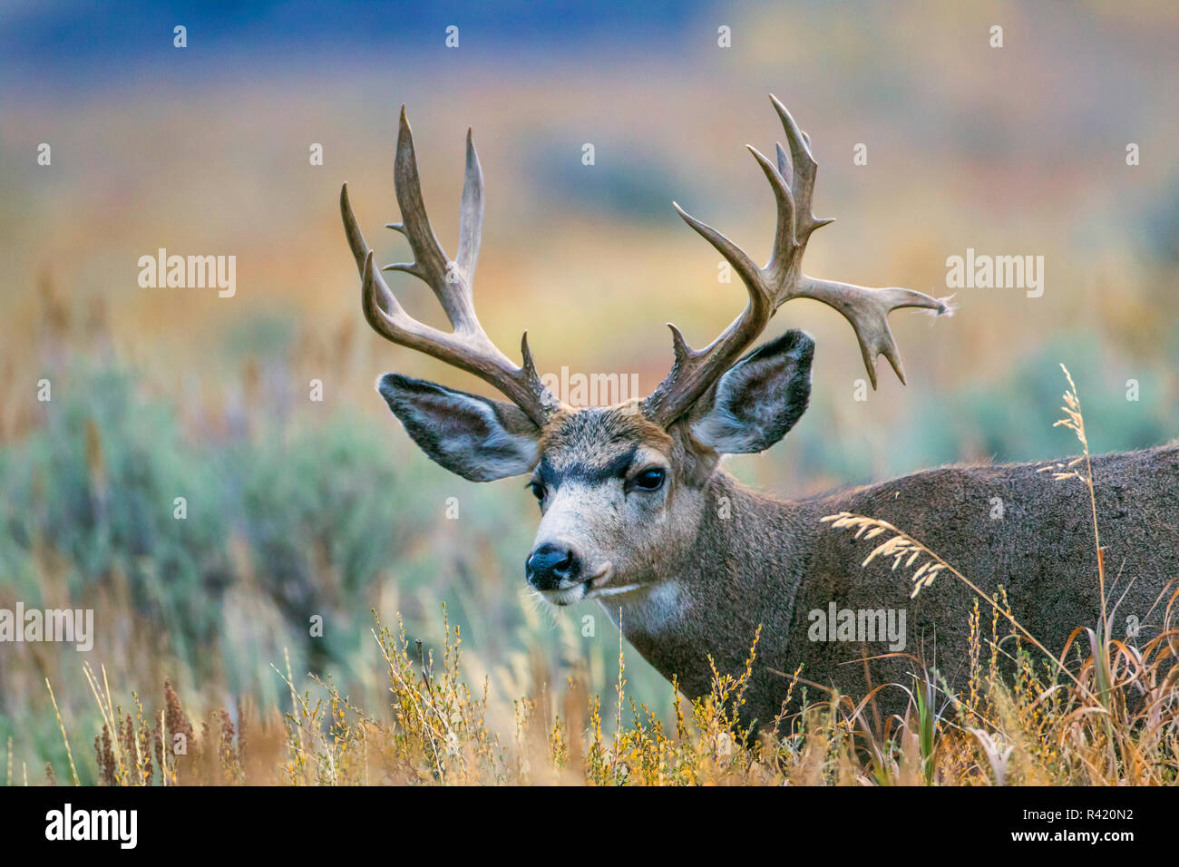 Monster Deer Wallpaper