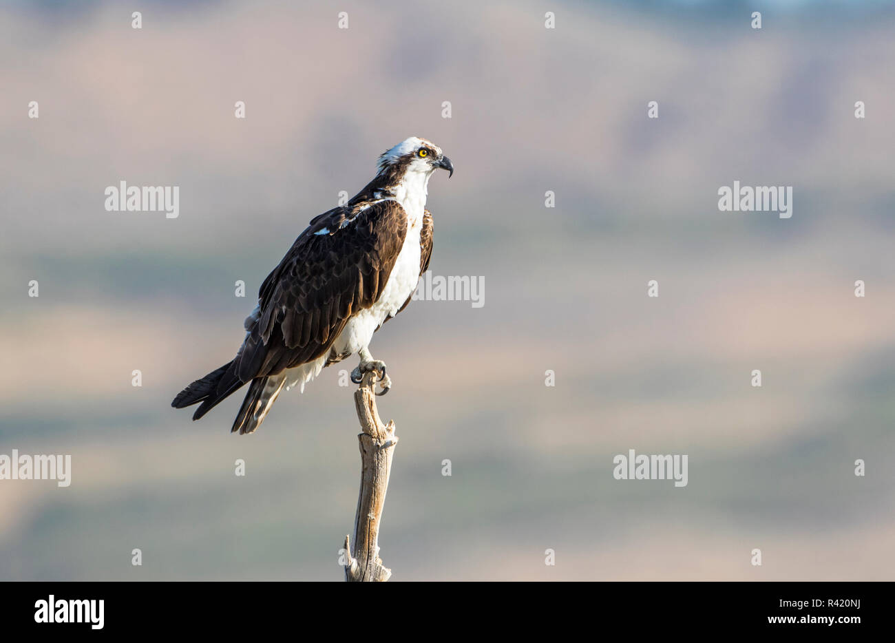 USA, Wyoming, Sublette County. Adult Osprey perched on a snag along ...