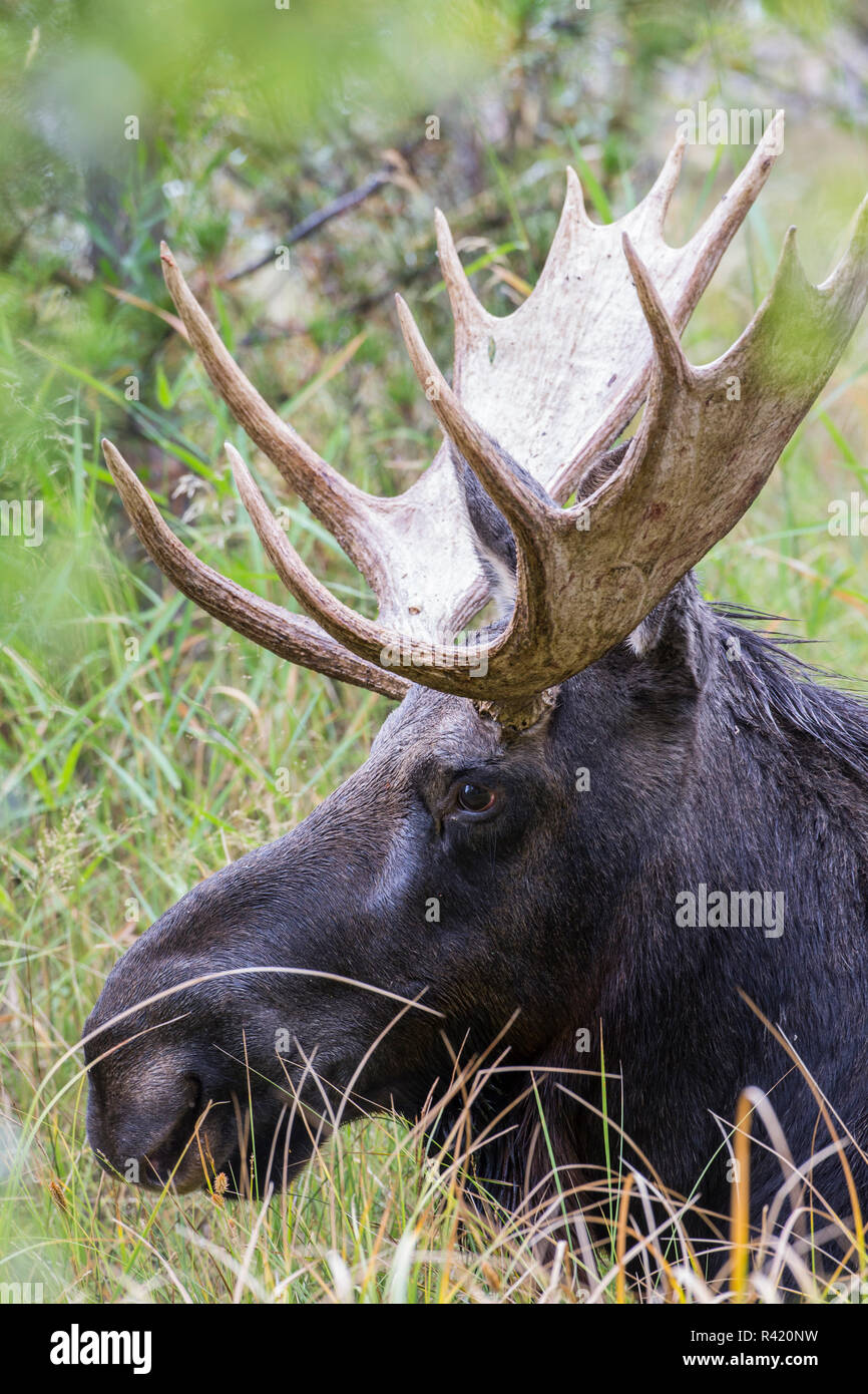 Moose lying down hi-res stock photography and images - Alamy