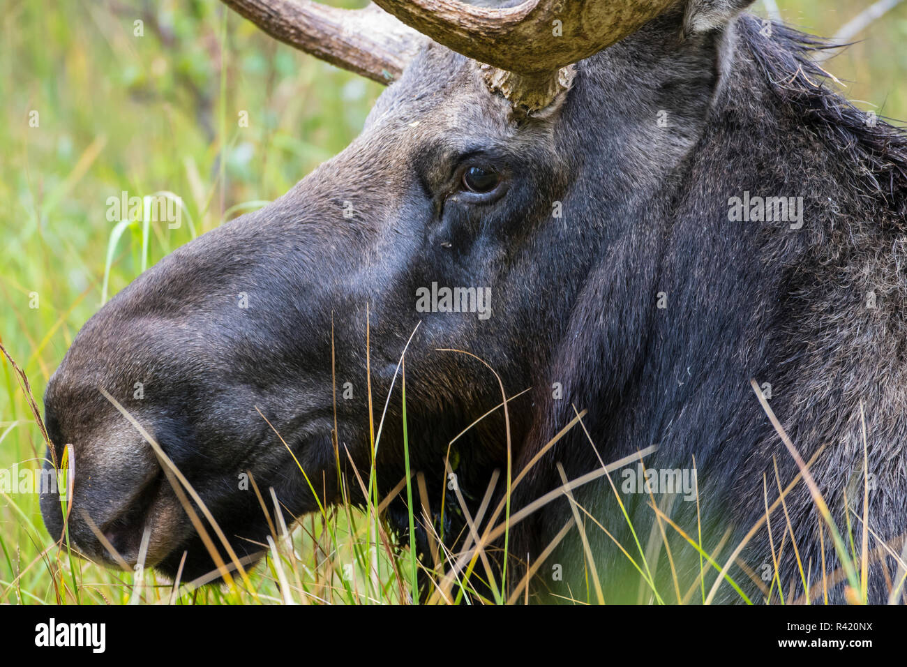 Moose lying down hi-res stock photography and images - Alamy