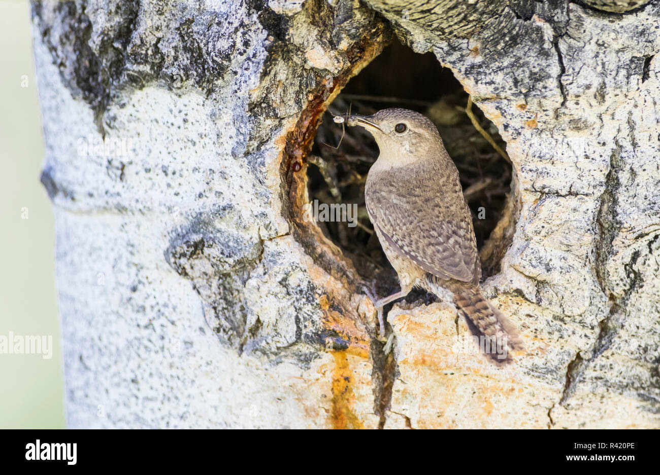 Songbird nesting in aspen tree hi-res stock photography and images - Alamy