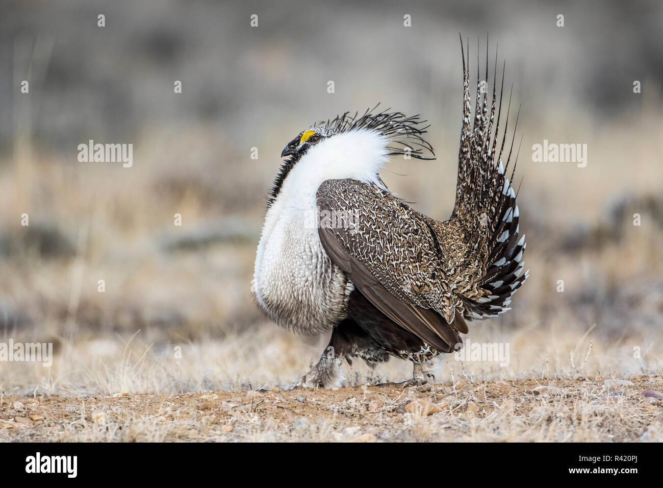 Greater Sage Grouse Wyoming High Resolution Stock Photography and ...