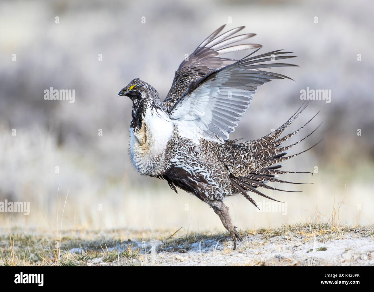 Grouse flying spring hi-res stock photography and images - Alamy